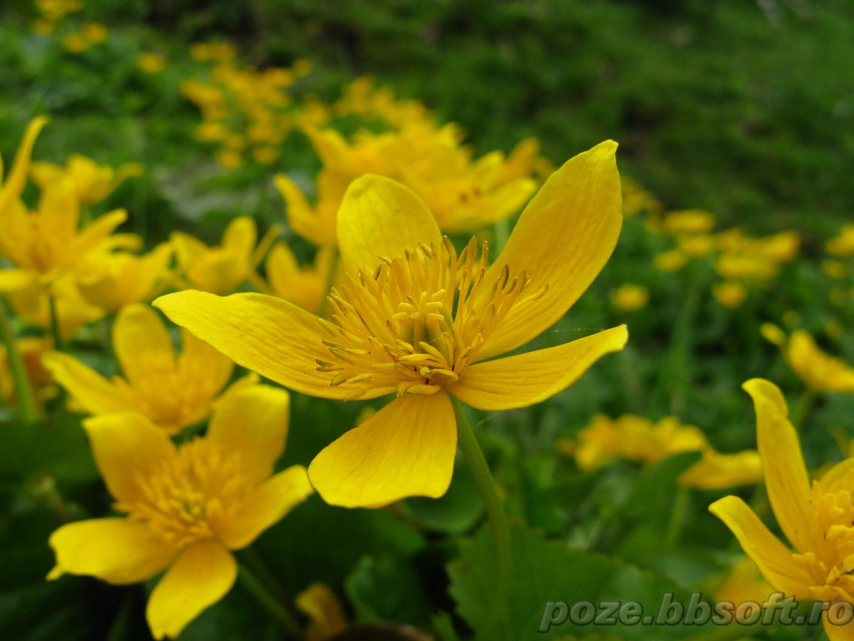 Camp cu floricele galbene