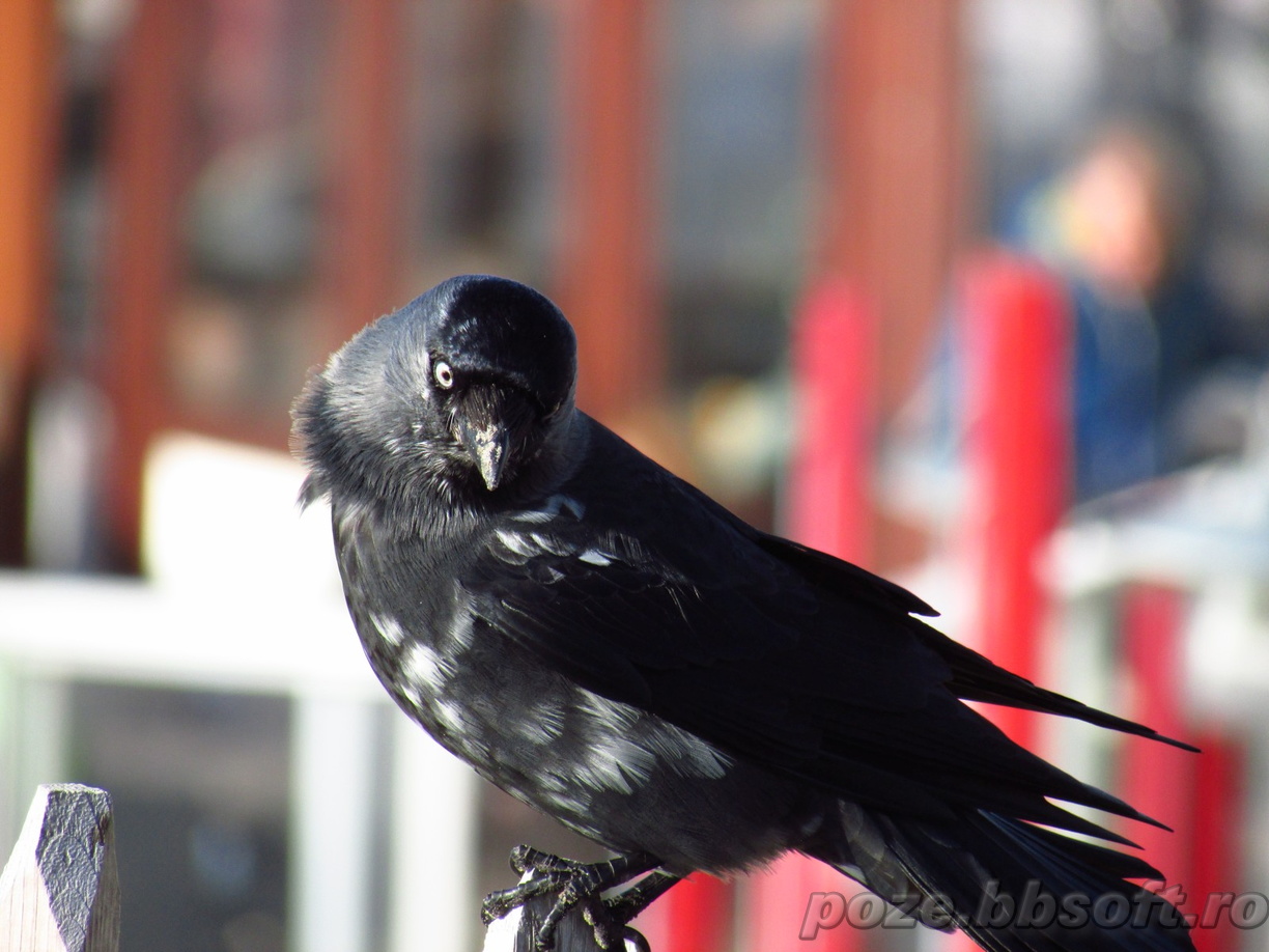 Floare trandafir mov | Galerie Foto - Bratila Bogdan