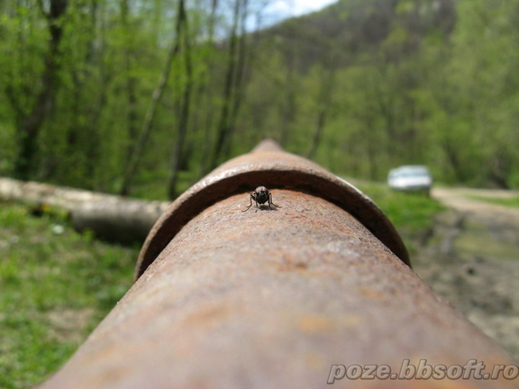 Fata in fata cu musca pe teava - efect - macro | Galerie Foto - Bratila ...