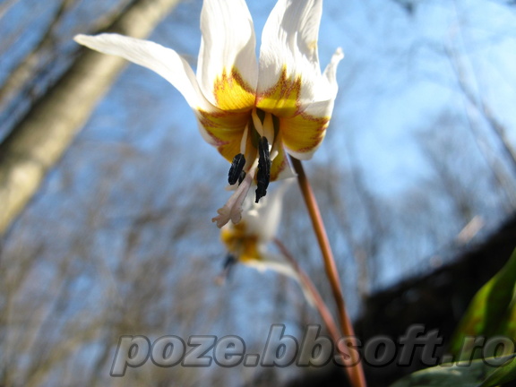 Floare alba - galbena intoarsa - in padure - macro | Galerie Foto ...