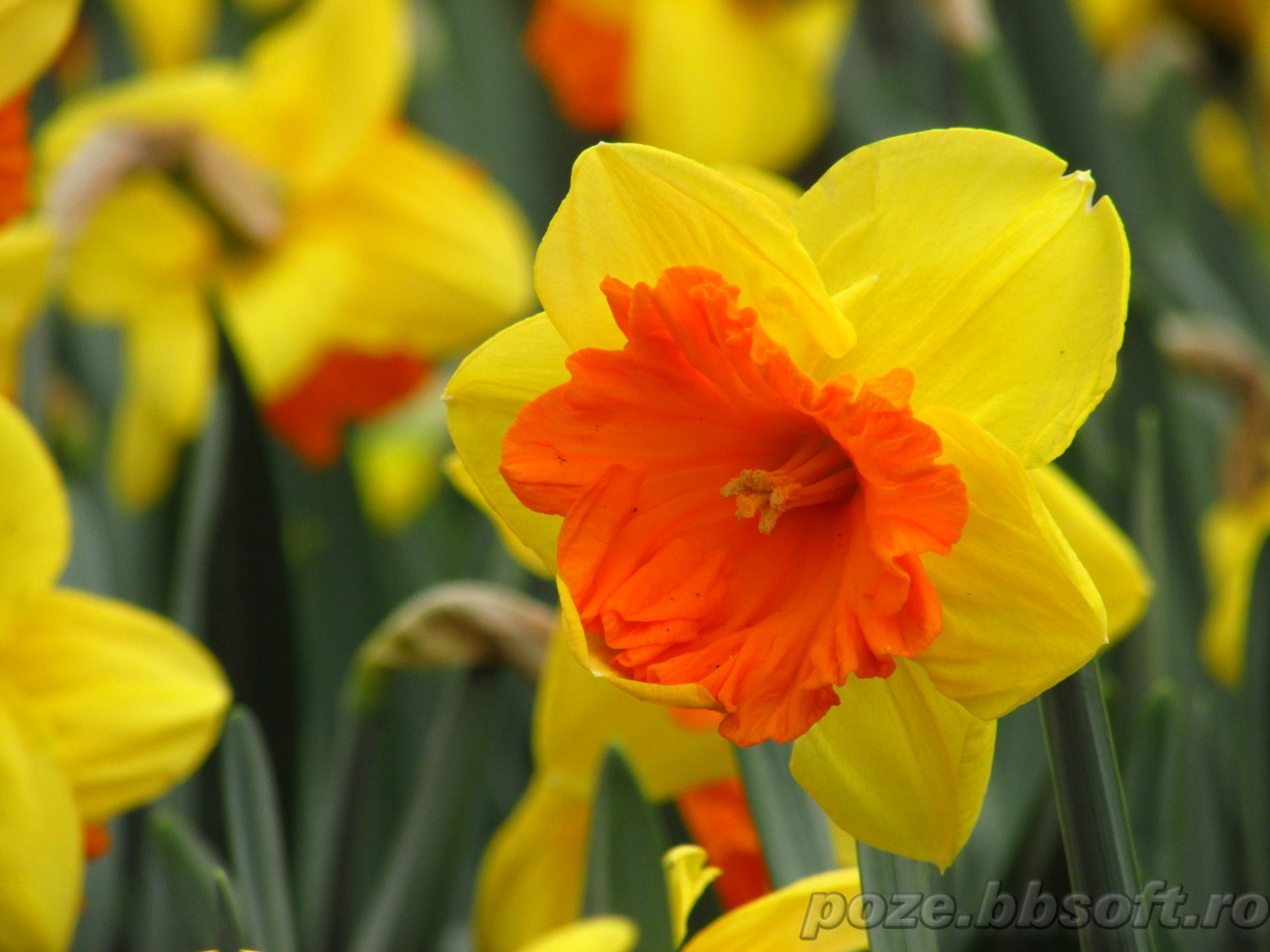 Nasturasi albi in iarba | Galerie Foto - Bratila Bogdan