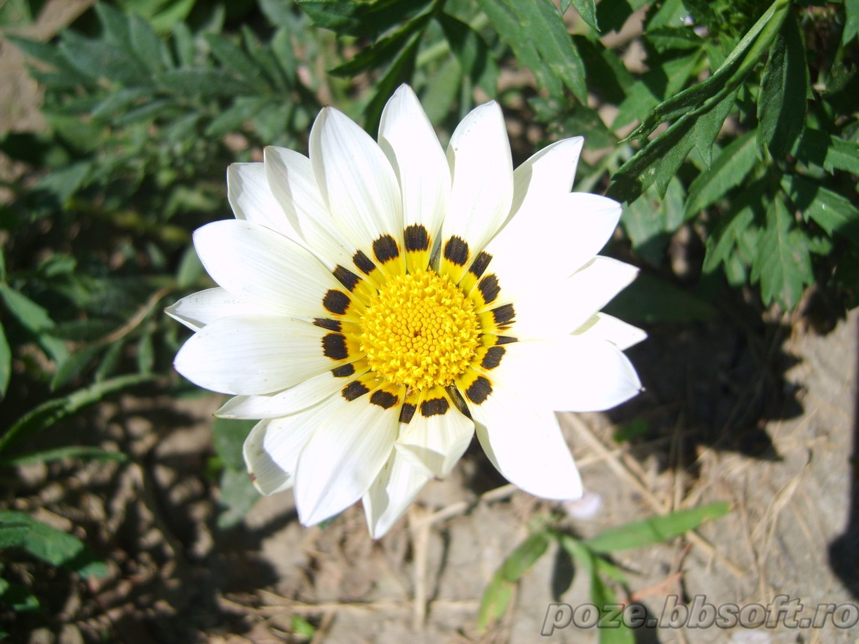 Albina cu polen pe floare brebenel - crocus - alba - mov | Galerie Foto ...