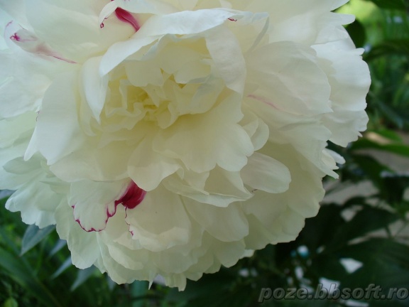 Floare bujor alb | Galerie Foto - Bratila Bogdan