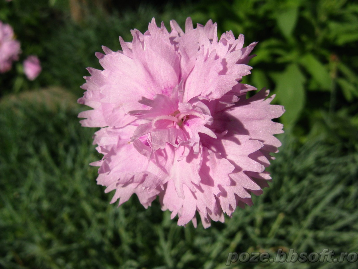 Floricele garofita | Galerie Foto - Bratila Bogdan