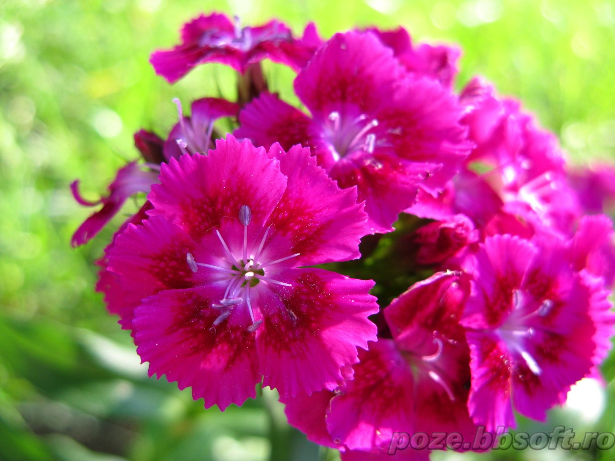 Floricele garofita | Galerie Foto - Bratila Bogdan