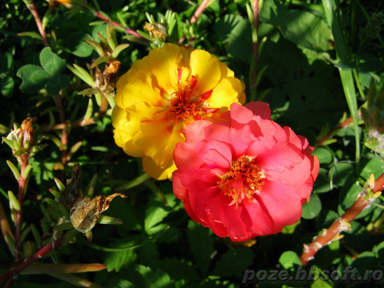 Floricele garofita | Galerie Foto - Bratila Bogdan