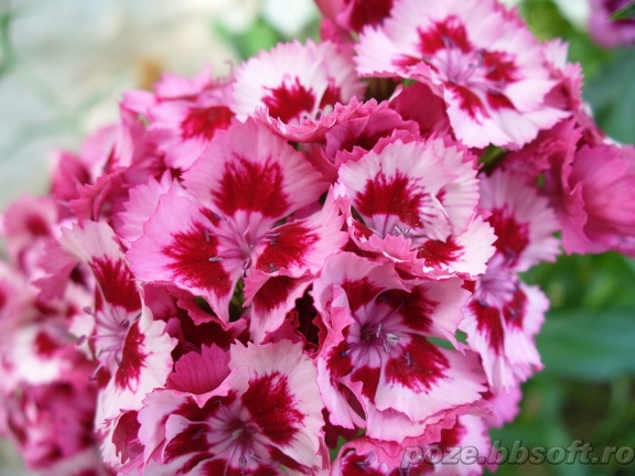 Floricele garofita | Galerie Foto - Bratila Bogdan