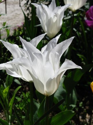 Lalea alba ascutita - Tres Chic | Galerie Foto - Bratila Bogdan