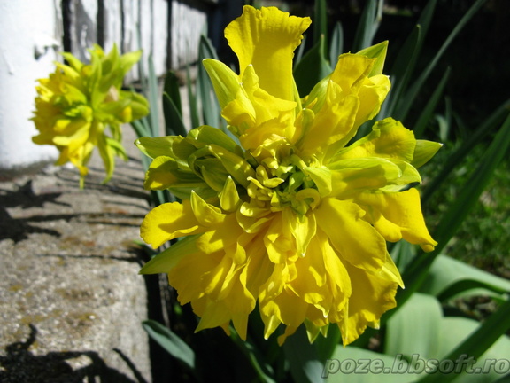 Floare narcisa batuta bogata | Galerie Foto - Bratila Bogdan