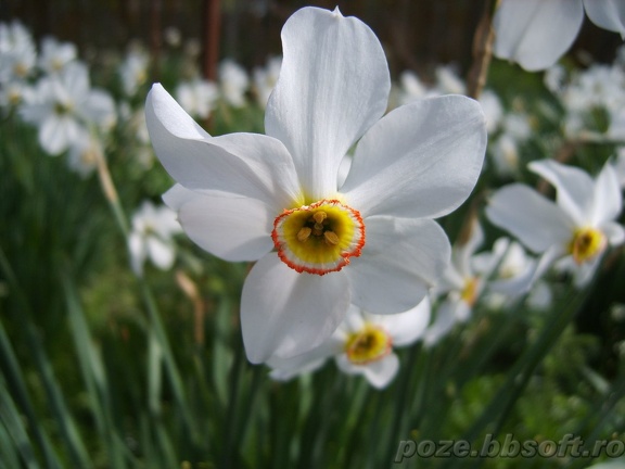 Narcisa alba | Galerie Foto - Bratila Bogdan