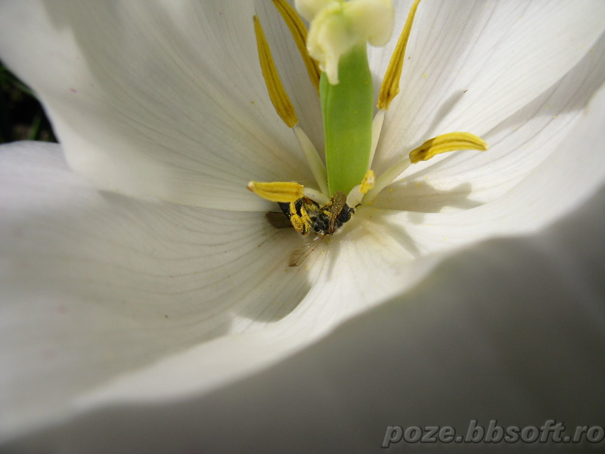 Insecte | Galerie Foto - Bratila Bogdan