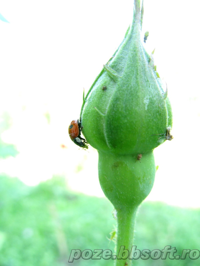 Insecte | Galerie Foto - Bratila Bogdan