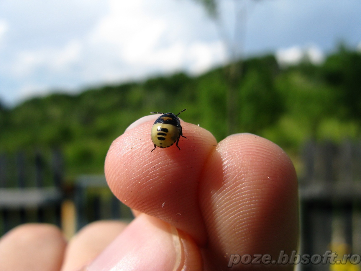 Insecte | Galerie Foto - Bratila Bogdan