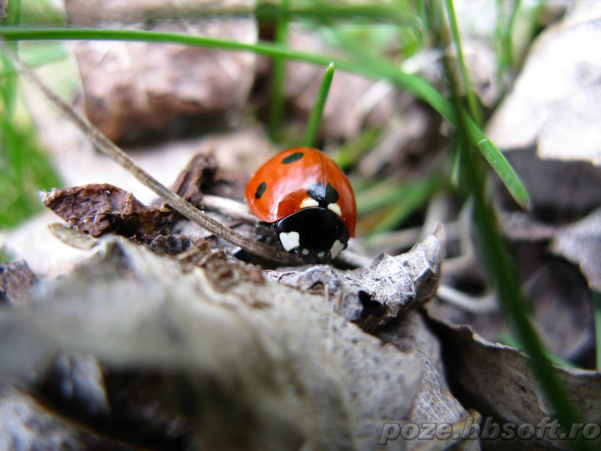 Insecte | Galerie Foto - Bratila Bogdan