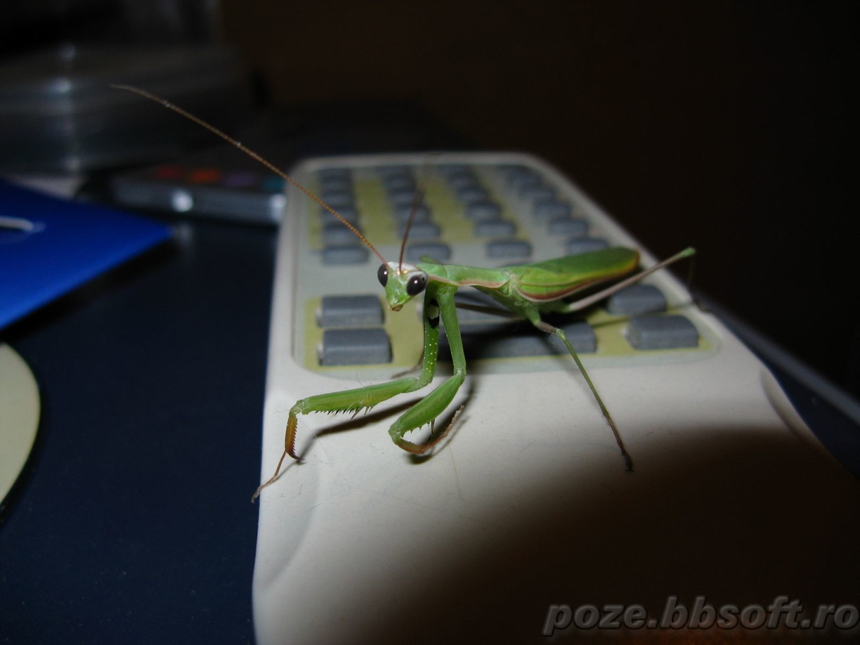 Insecte | Galerie Foto - Bratila Bogdan