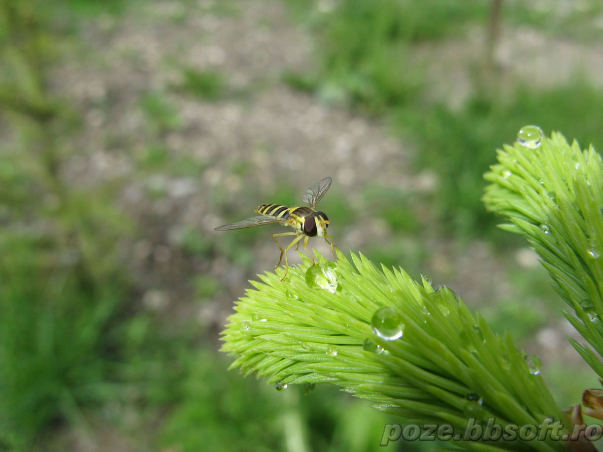 Insecte | Galerie Foto - Bratila Bogdan