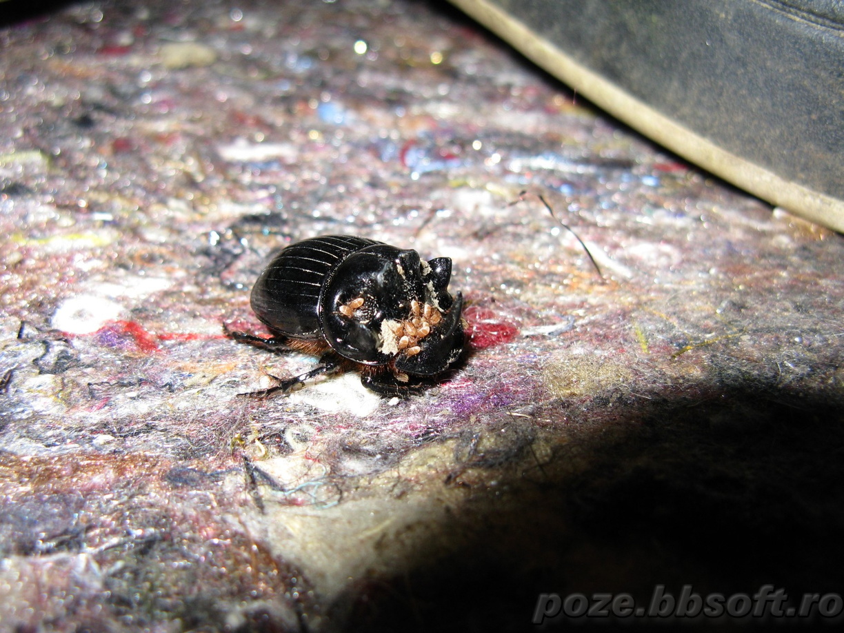 Insecte | Galerie Foto - Bratila Bogdan