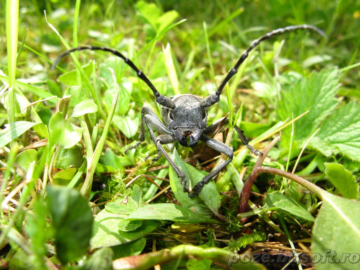 Insecte | Galerie Foto - Bratila Bogdan