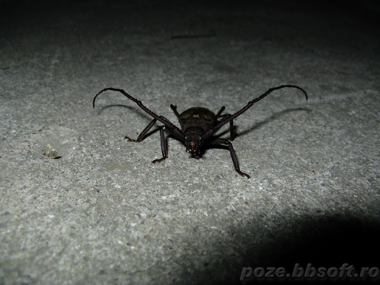 Insecte | Galerie Foto - Bratila Bogdan