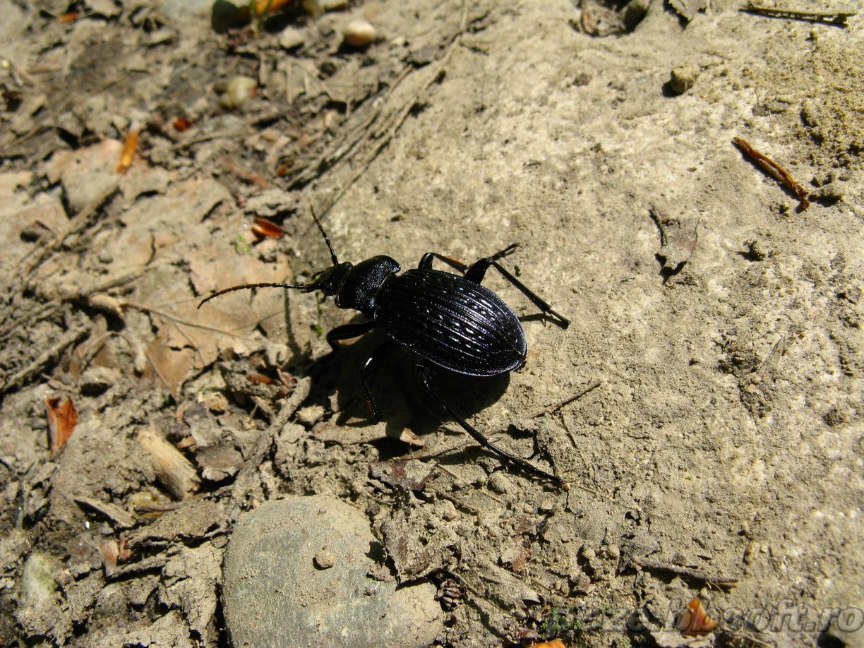 Insecte | Galerie Foto - Bratila Bogdan