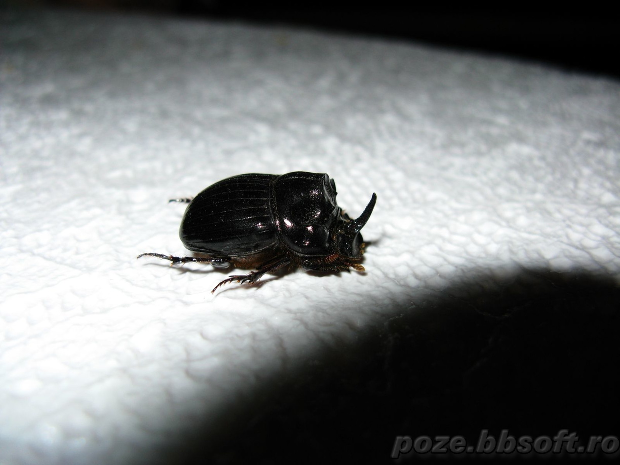 Insecte | Galerie Foto - Bratila Bogdan