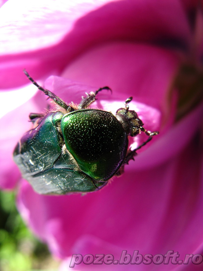 Insecte | Galerie Foto - Bratila Bogdan