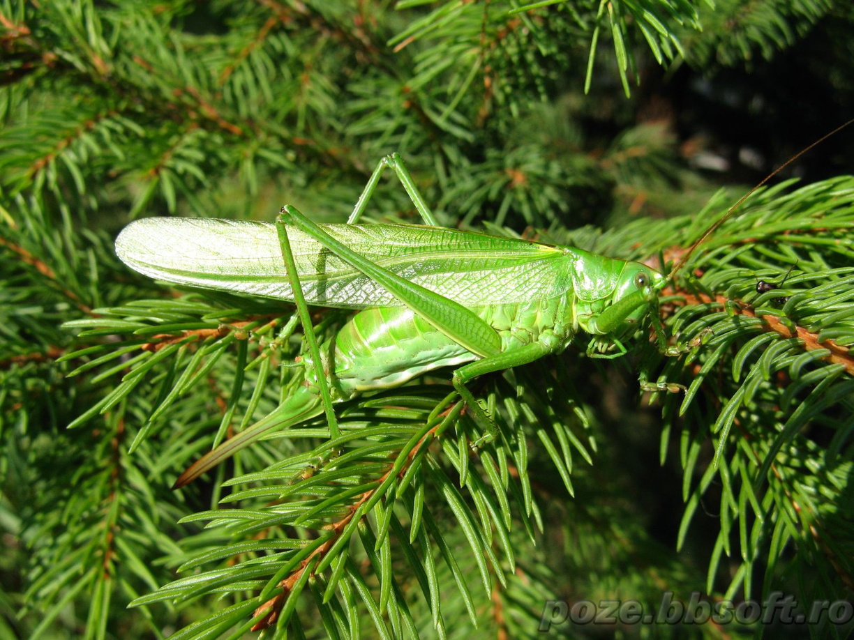 Insecte | Galerie Foto - Bratila Bogdan