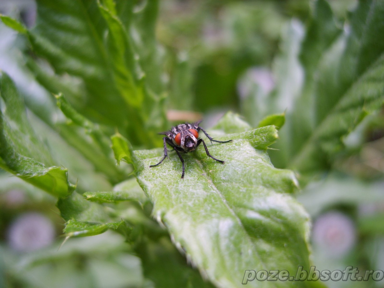 Insecte | Galerie Foto - Bratila Bogdan