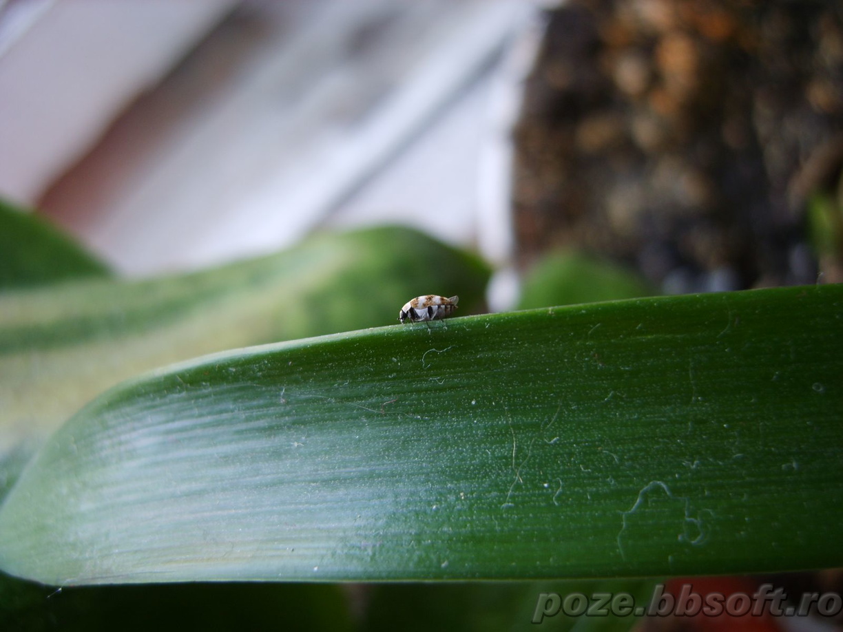 Insecte | Galerie Foto - Bratila Bogdan