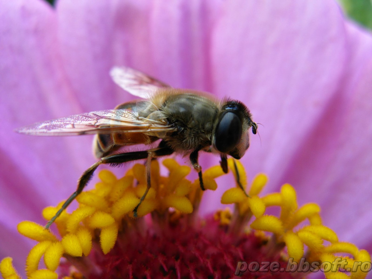 Insecte | Galerie Foto - Bratila Bogdan