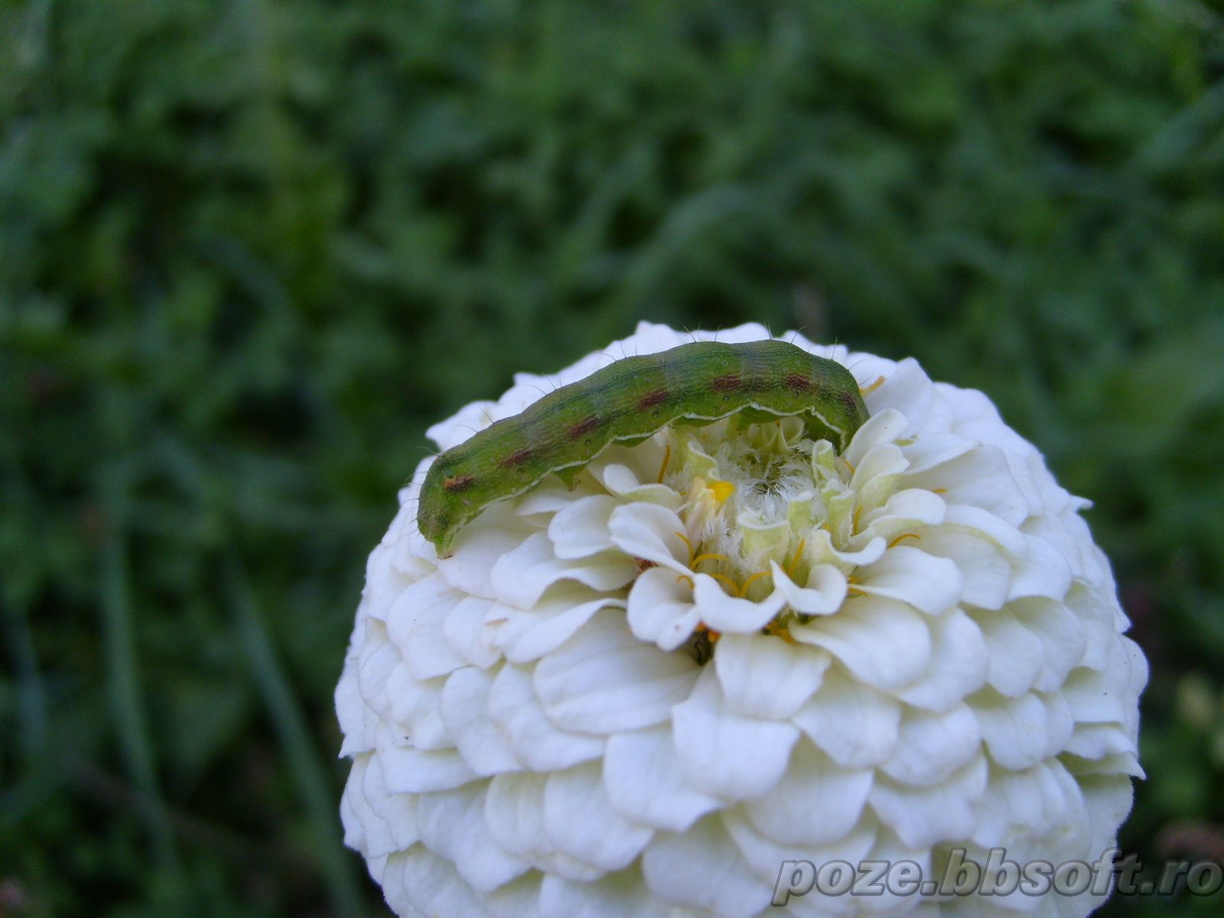 Insecte | Galerie Foto - Bratila Bogdan