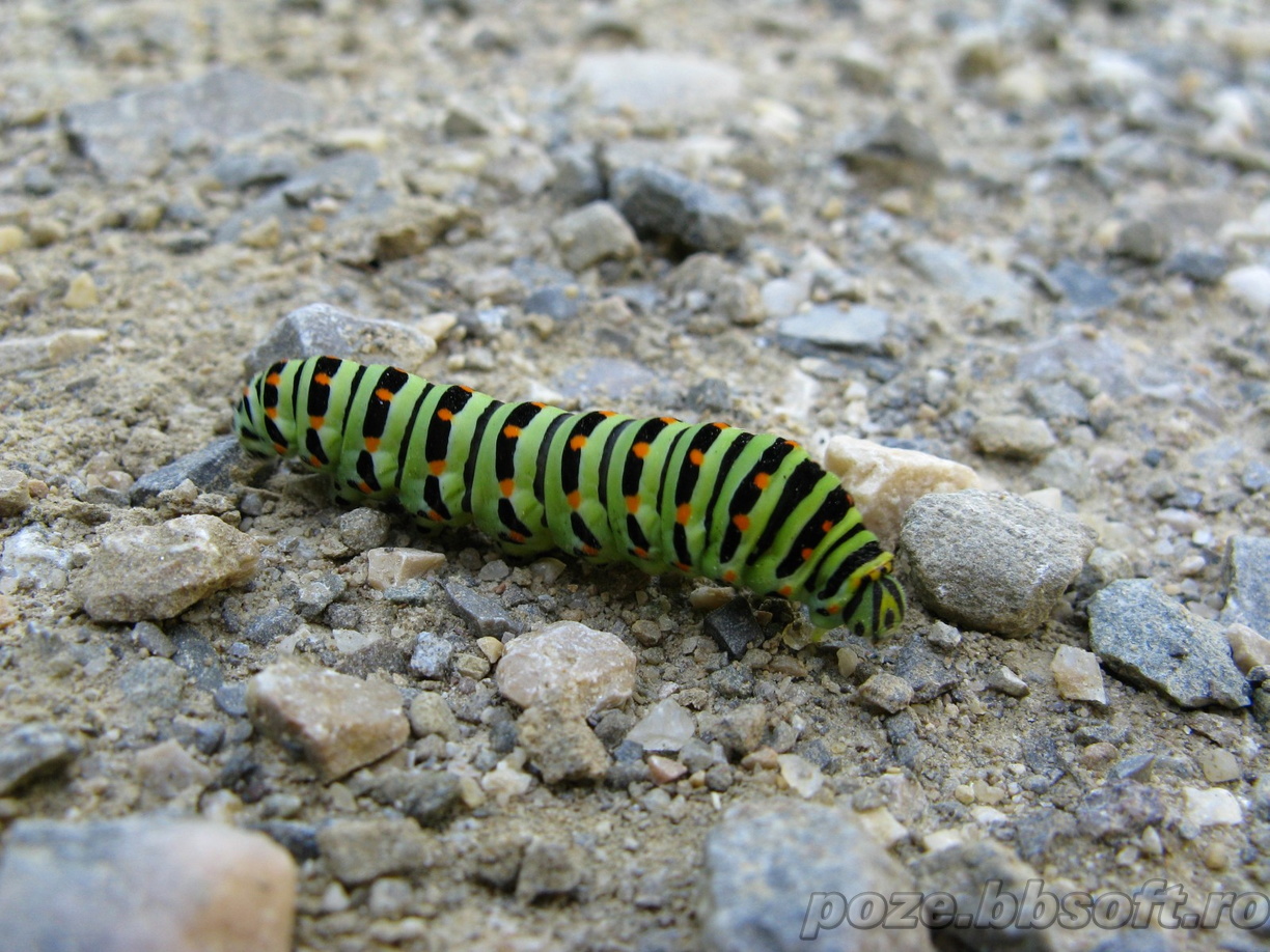 Insecte | Galerie Foto - Bratila Bogdan