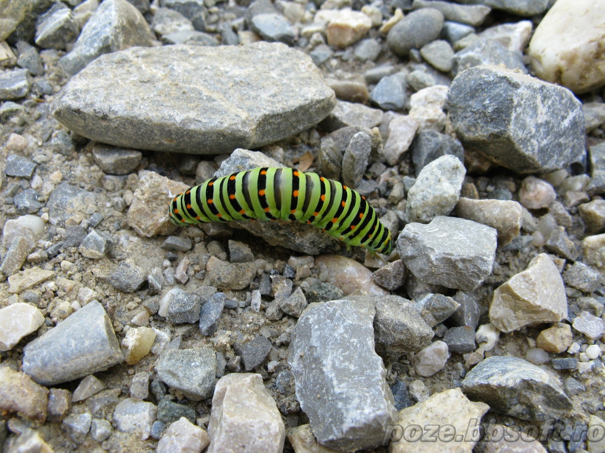 Insecte | Galerie Foto - Bratila Bogdan