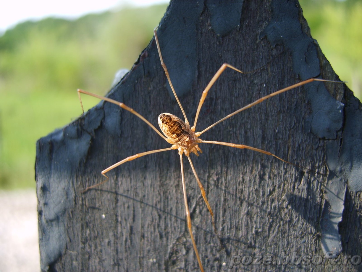 Insecte | Galerie Foto - Bratila Bogdan