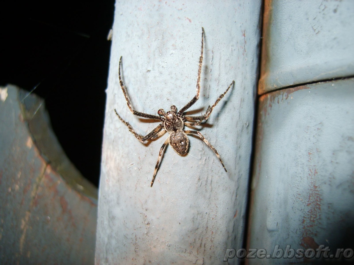 Insecte | Galerie Foto - Bratila Bogdan