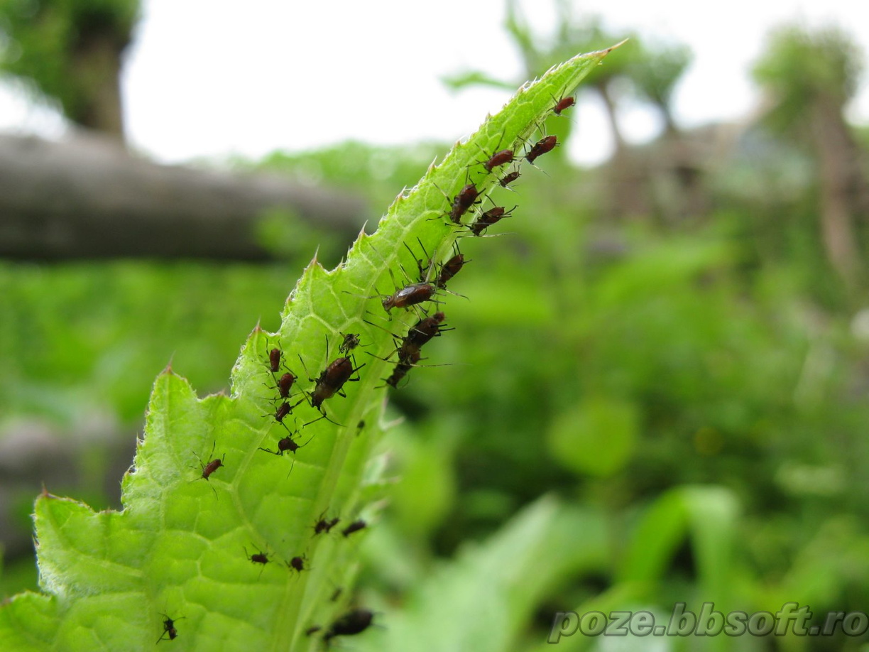 Insecte | Galerie Foto - Bratila Bogdan