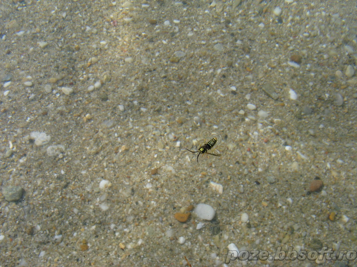 Insecte | Galerie Foto - Bratila Bogdan