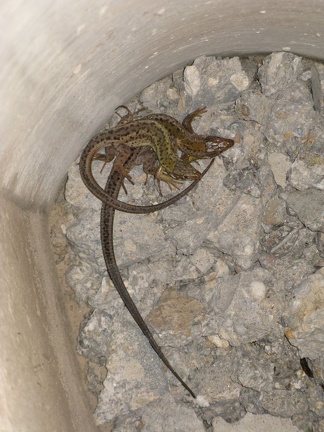 Doua soparle | Galerie Foto - Bratila Bogdan