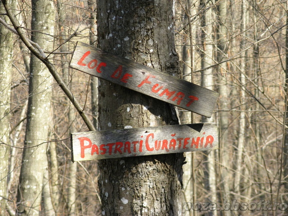 Pastrati curatenia - loc de fumat in padure | Galerie Foto - Bratila Bogdan