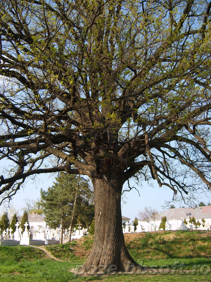 Un copac inalt din Herastrau | Galerie Foto - Bratila Bogdan