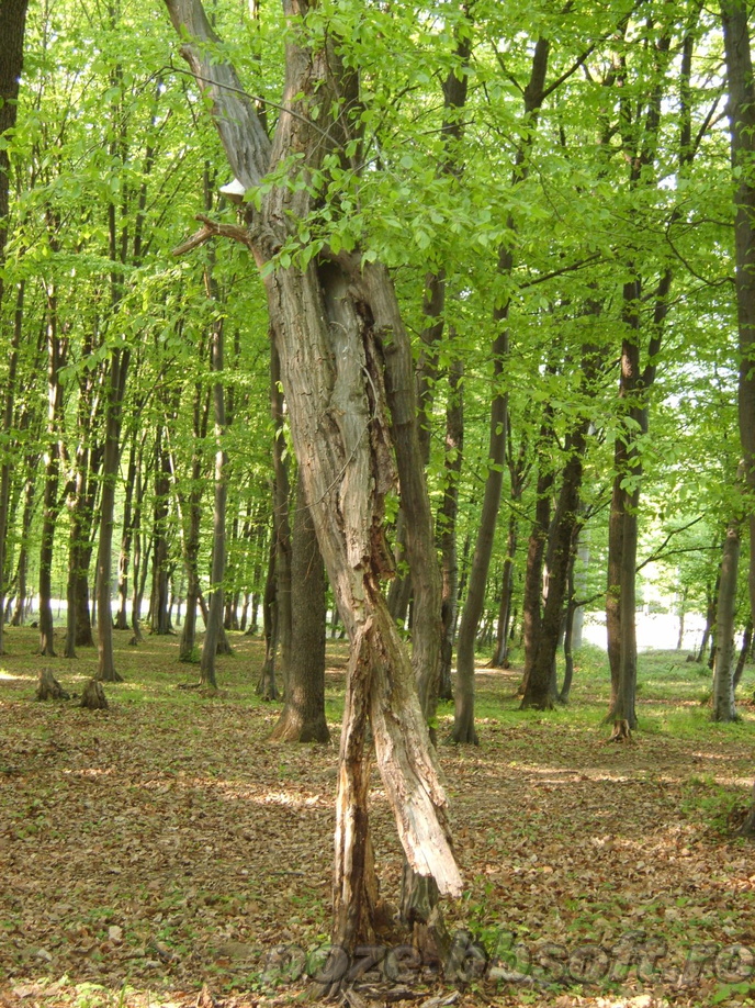 Plante | Galerie Foto - Bratila Bogdan