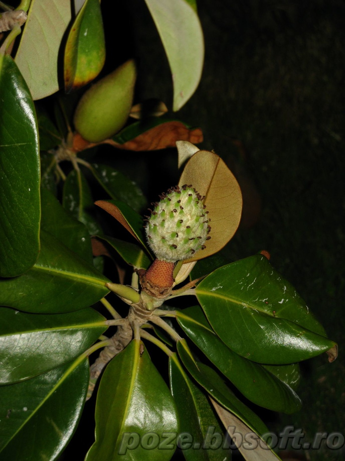 Plante | Galerie Foto - Bratila Bogdan