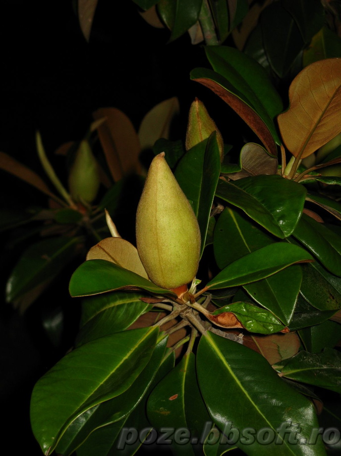 Plante | Galerie Foto - Bratila Bogdan