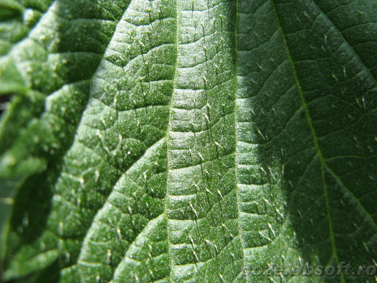 Plante | Galerie Foto - Bratila Bogdan