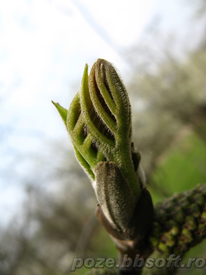 Plante | Galerie Foto - Bratila Bogdan