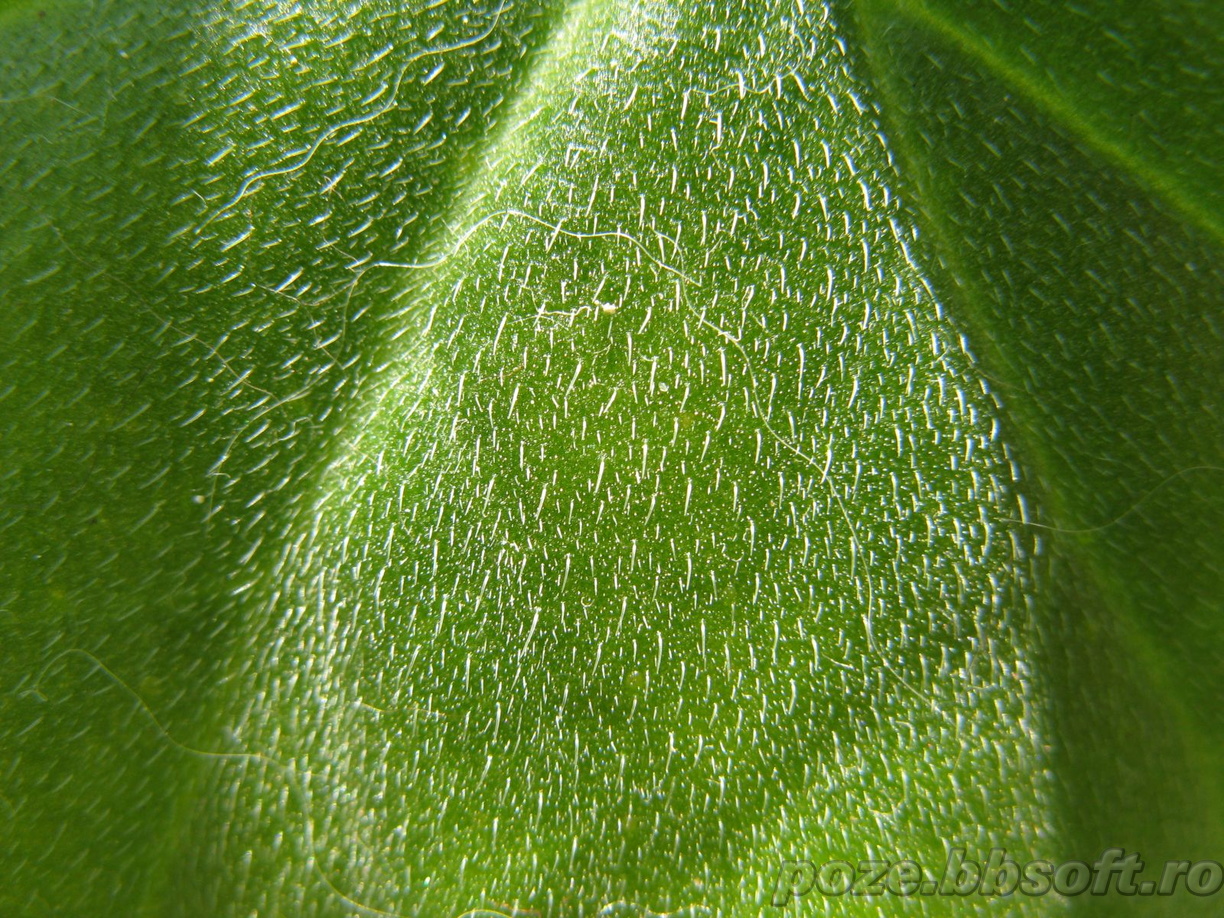 Plante | Galerie Foto - Bratila Bogdan