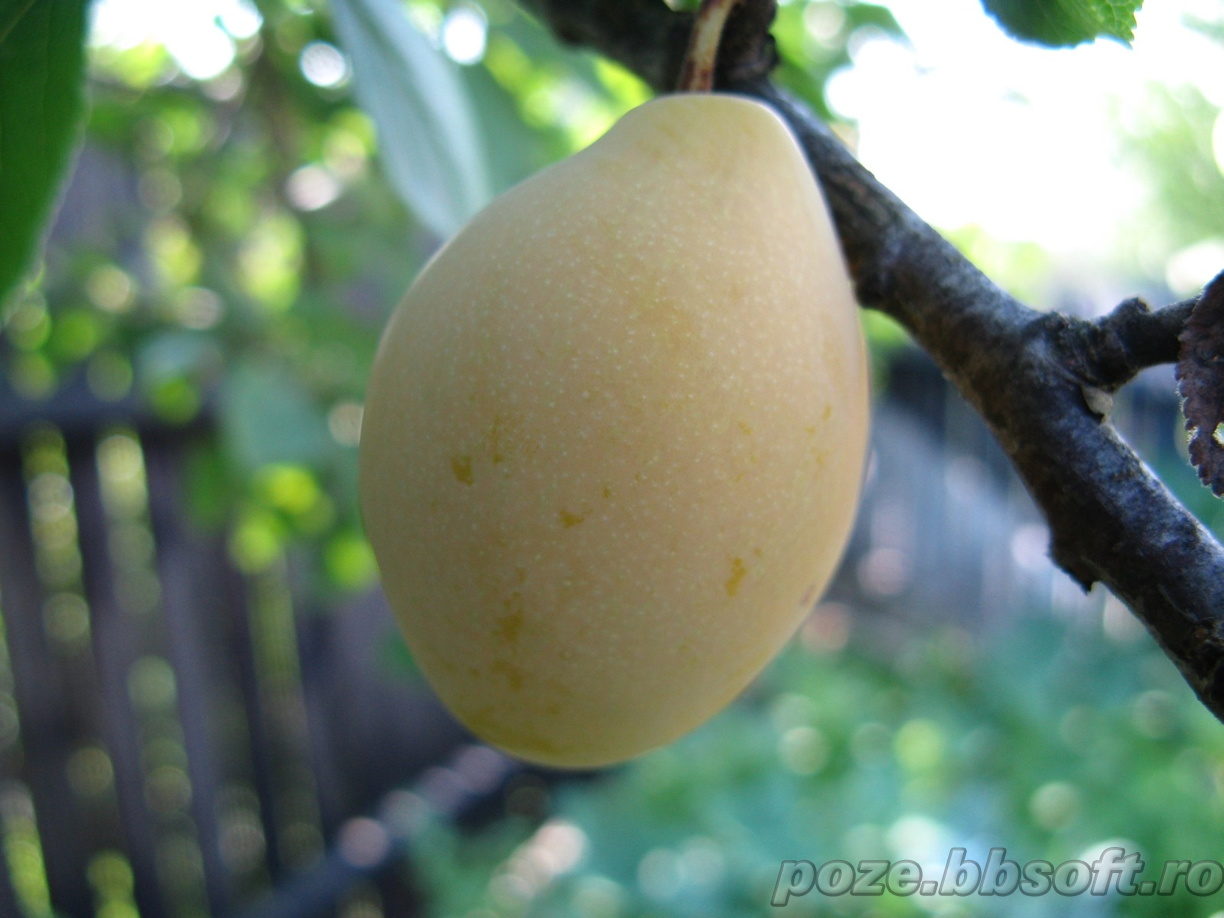 Plante | Galerie Foto - Bratila Bogdan