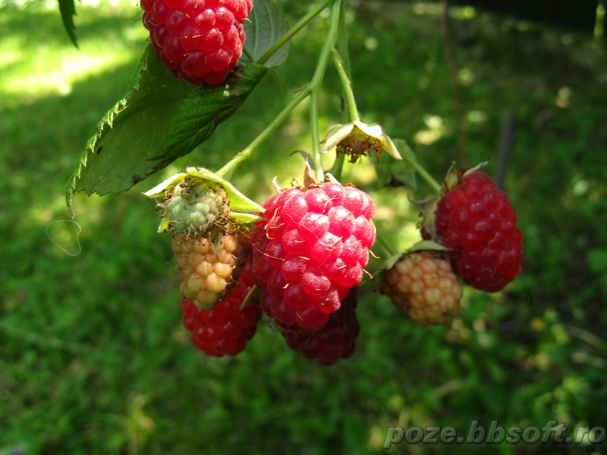 Plante | Galerie Foto - Bratila Bogdan