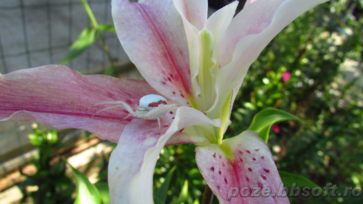 Insecte | Galerie Foto - Bratila Bogdan